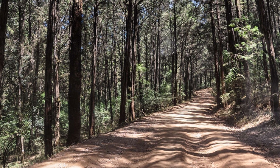 Day Trip to menagesha suba forest - Walkin Ethiopia Tour and Travel